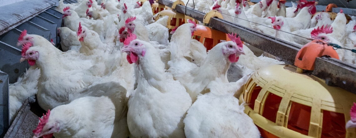 Solving common problems in your broiler house – Divon Pharma Solving common problems in your broiler house – Divon Pharma